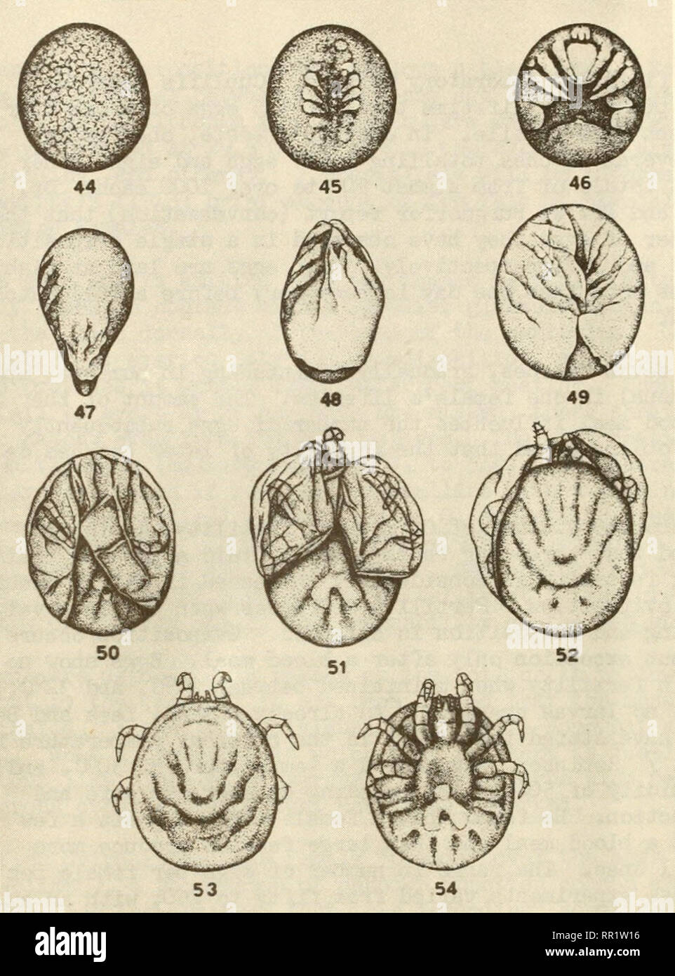 . African Ixodoidea. l. Ticks of the Sudan... Ticks -- Sudan. Figure ...