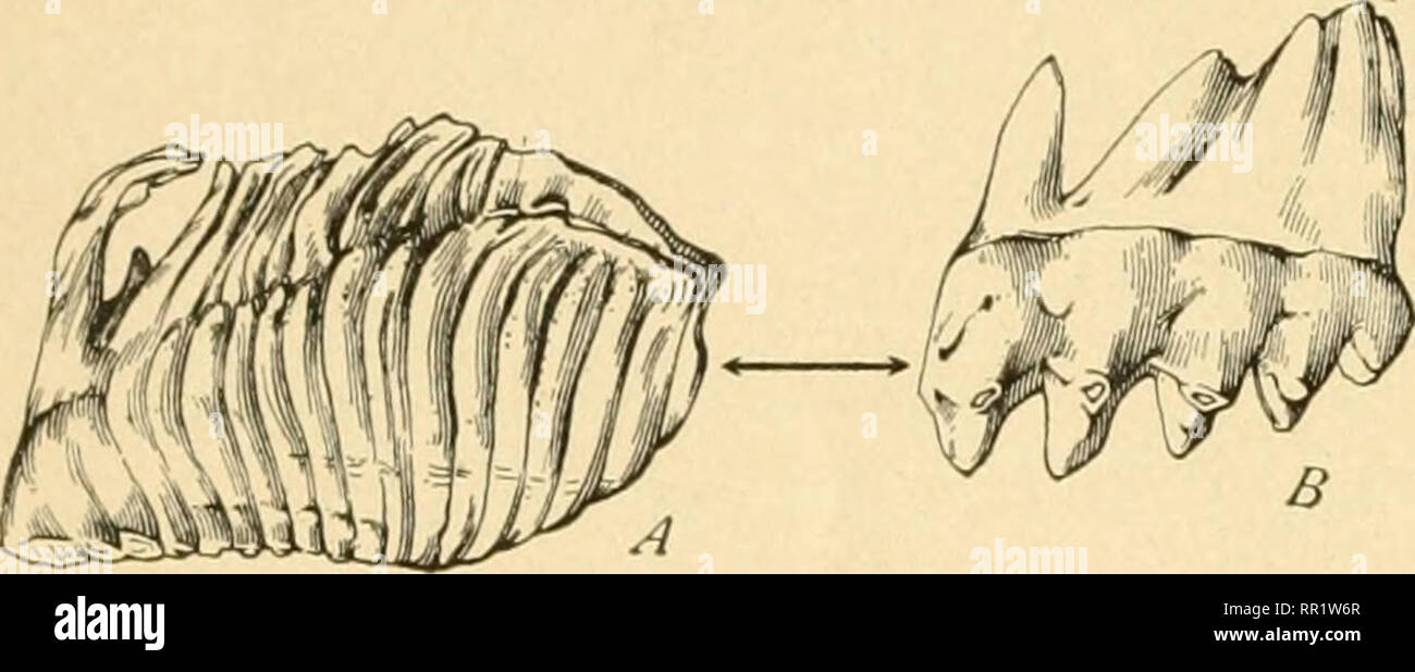 . The age of mammals in Europe, Asia and North America. Mammals, Fossil ...