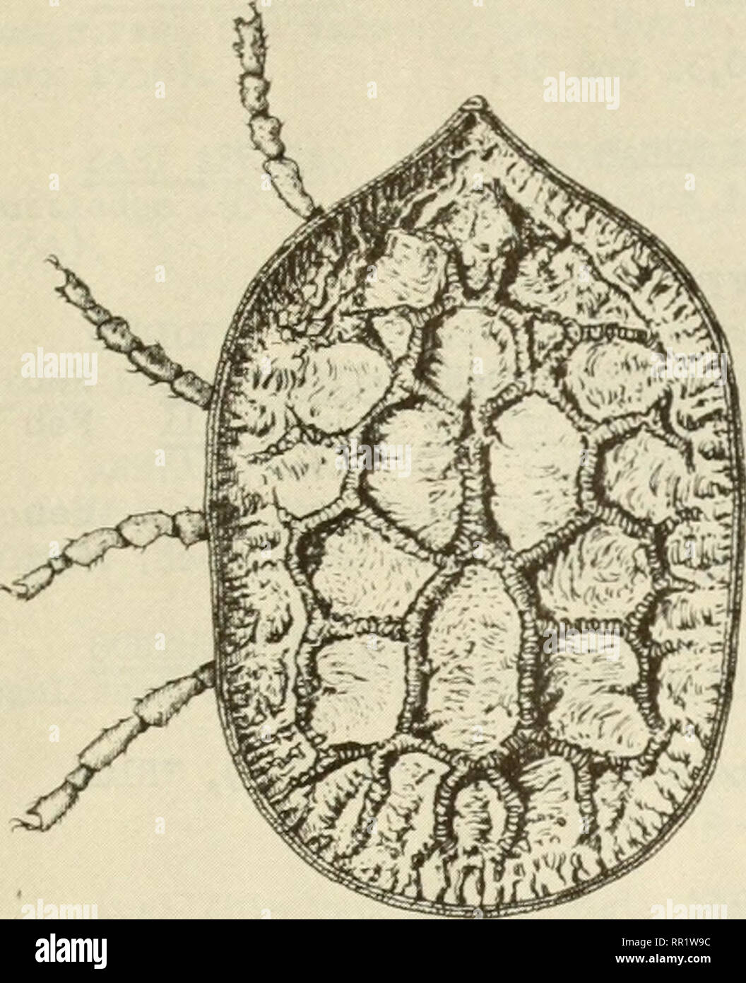 . African Ixodoidea. l. Ticks of the Sudan... Ticks -- Sudan. . Please ...