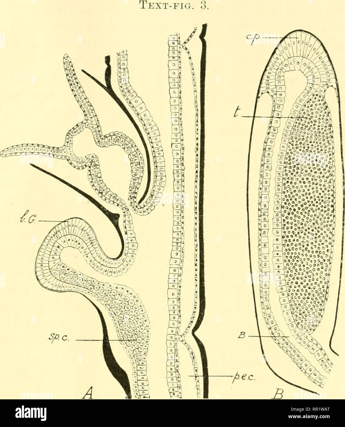 Plumularia High Resolution Stock Photography and Images - Alamy