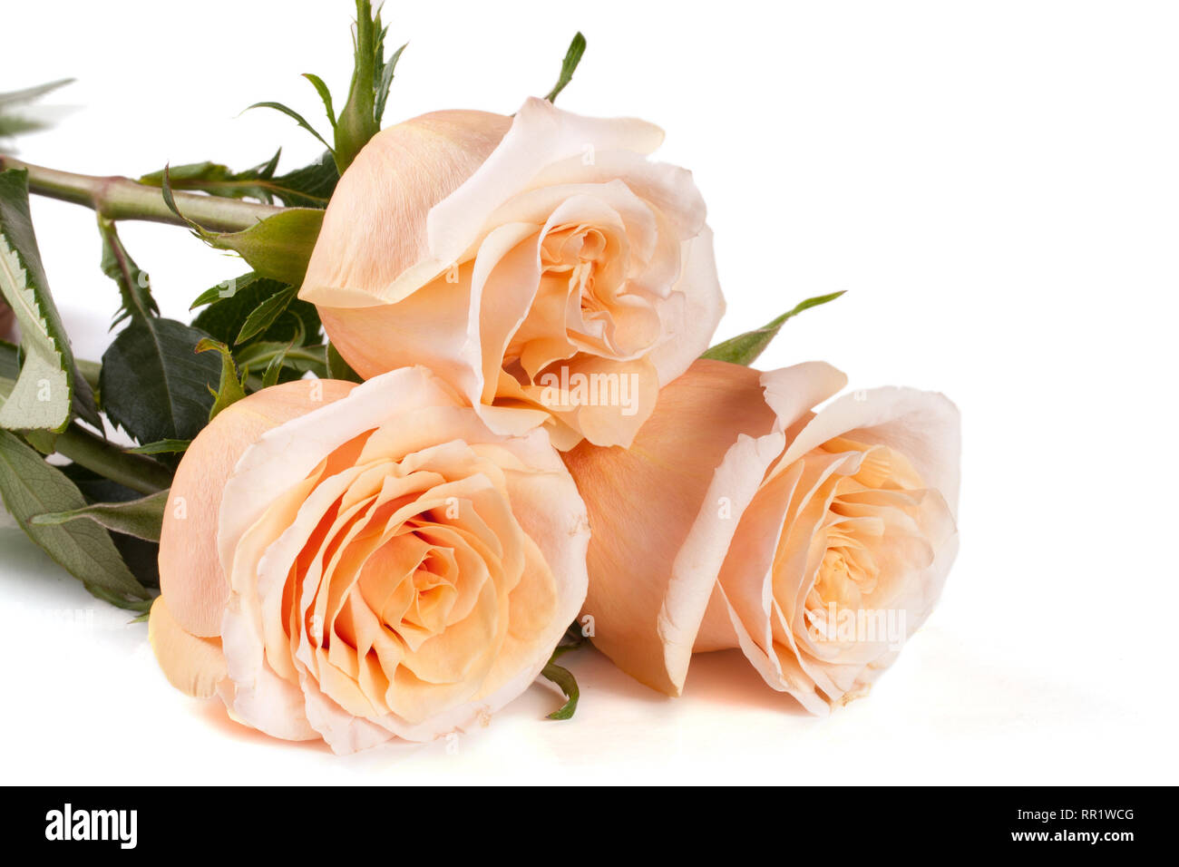 three fresh beige roses isolated on white background Stock Photo - Alamy