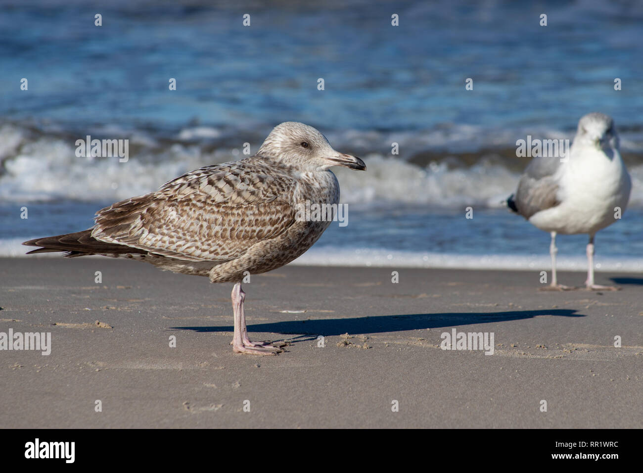California gull isolated hi-res stock photography and images - Alamy