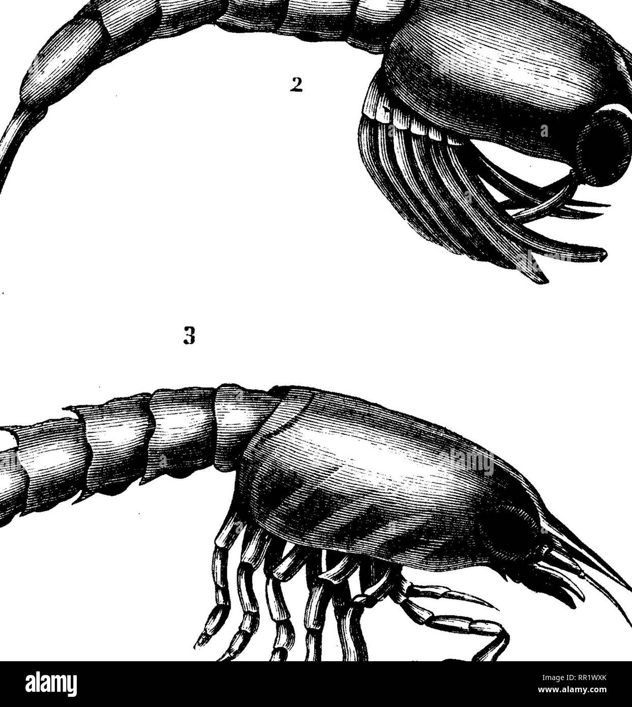 . The transformations (or metamorphoses) of insects. Insects; Insects ...