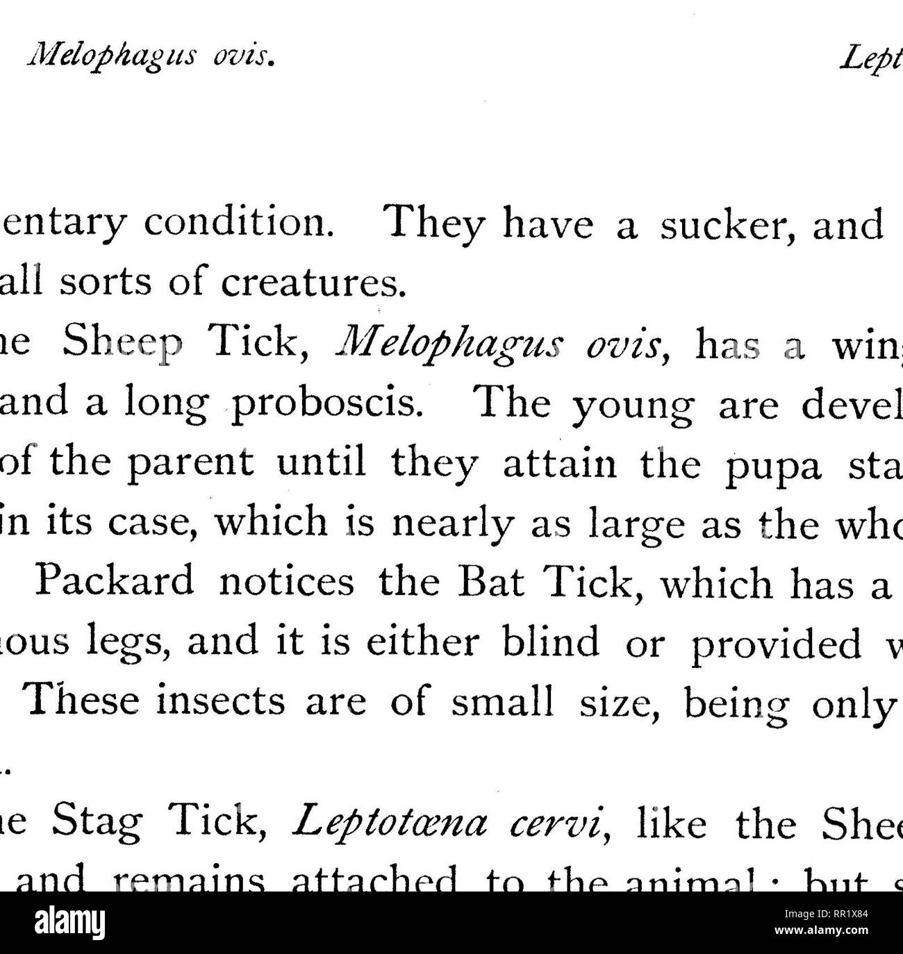 Tick on a bee hi-res stock photography and images - Alamy