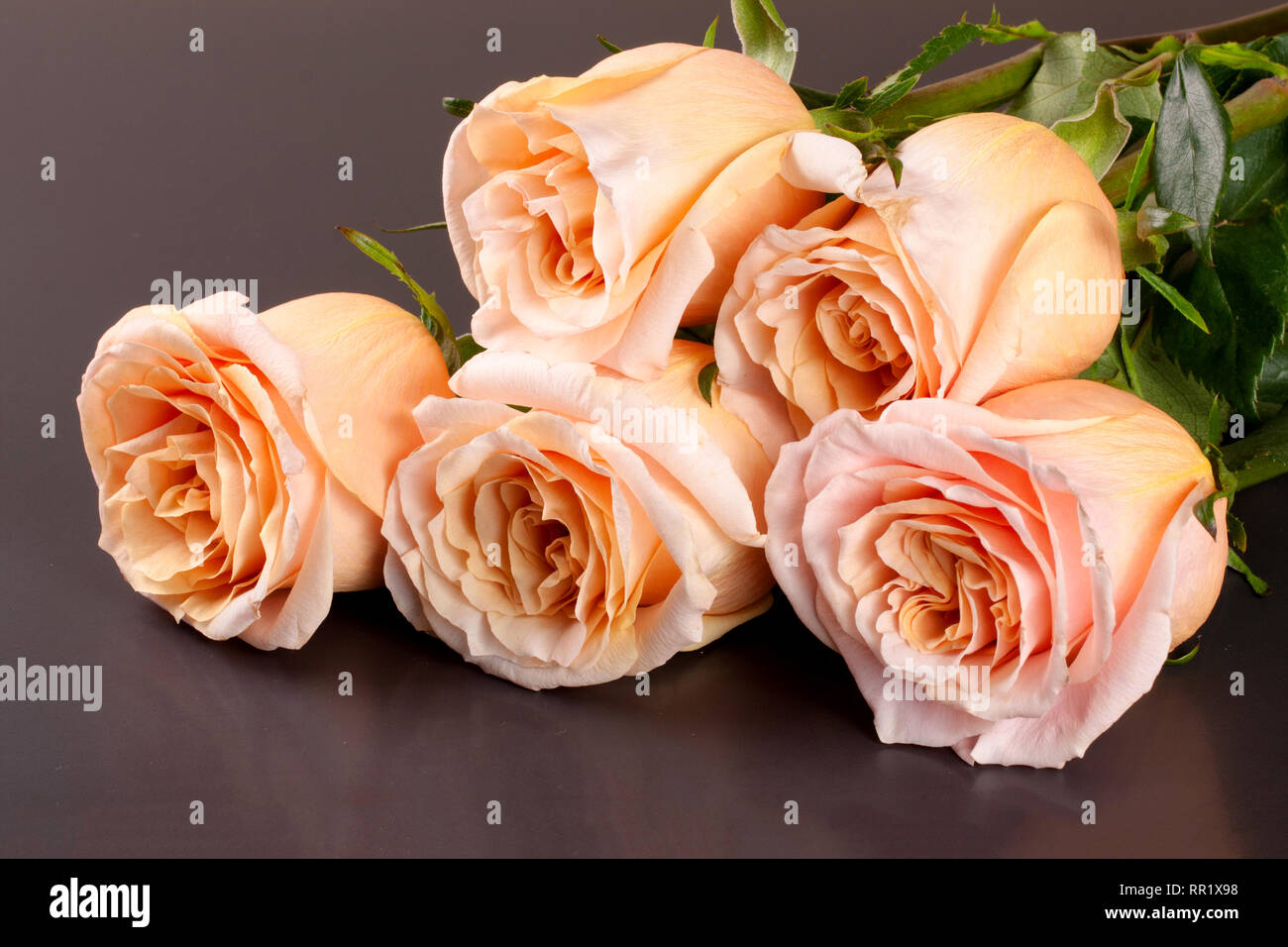 five fresh beige roses on a dark wooden background Stock Photo - Alamy