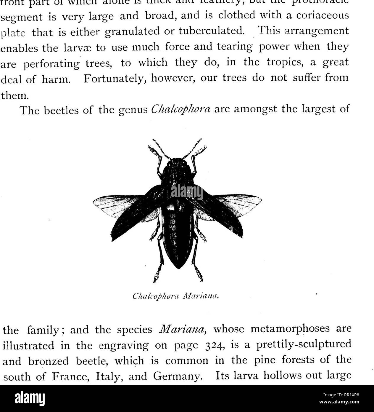 . The transformations (or metamorphoses) of insects. Insects; Insects ...