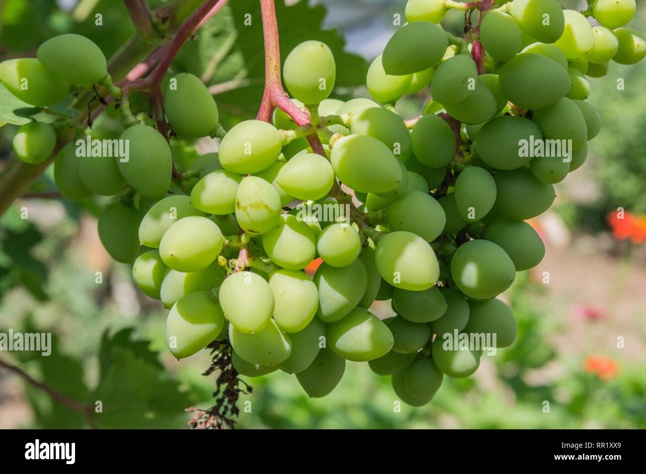 Immature bunch of grapes hi-res stock photography and images - Alamy
