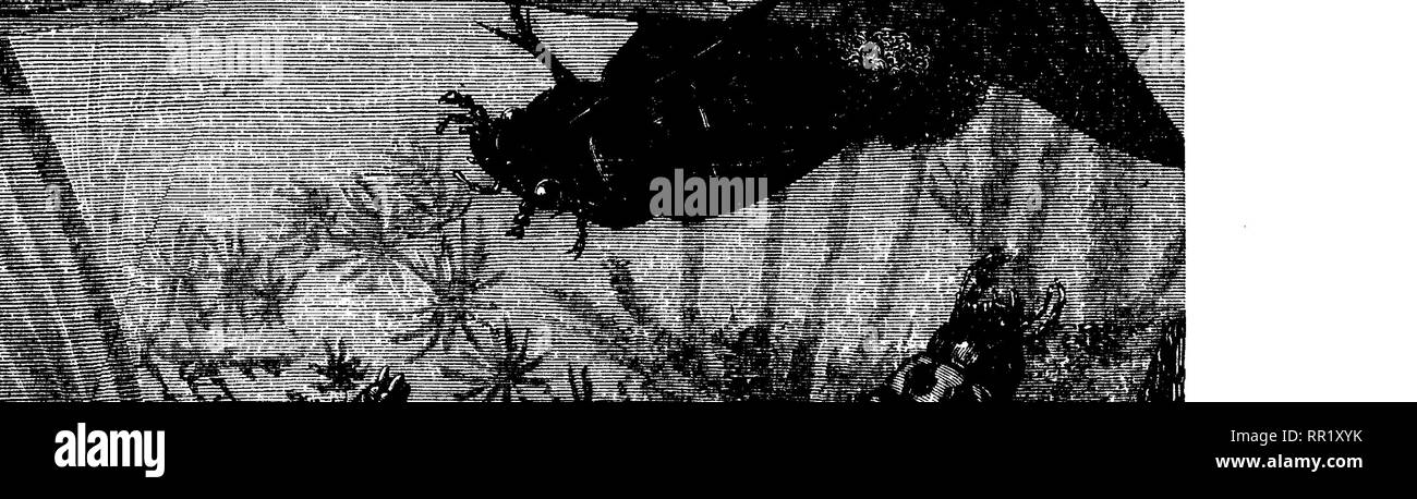 . The transformations (or metamorphoses) of insects. Insects; Insects ...