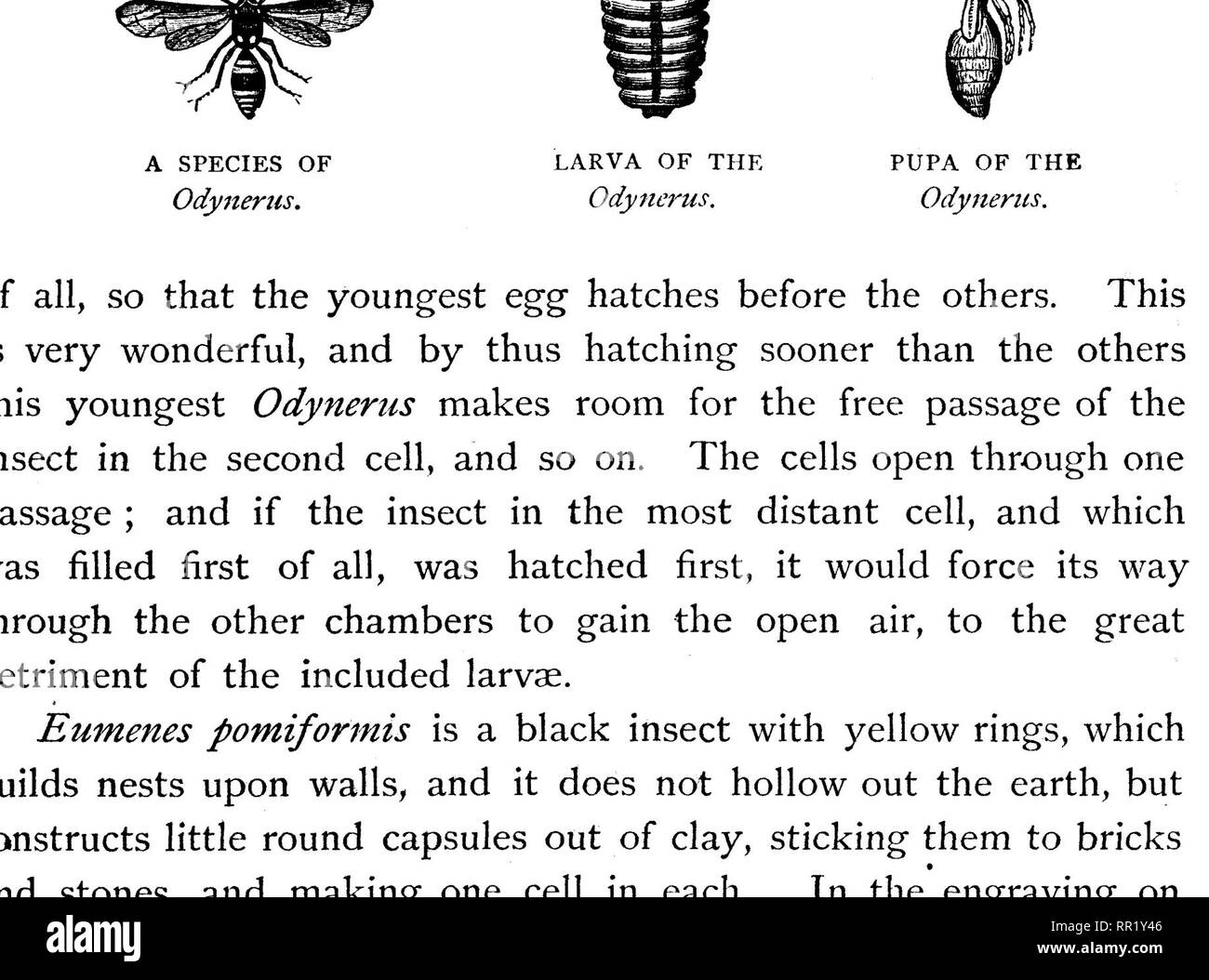 . The transformations (or metamorphoses) of insects. Insects; Insects ...