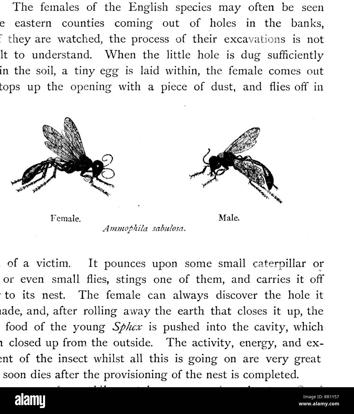. The transformations (or metamorphoses) of insects. Insects; Insects ...