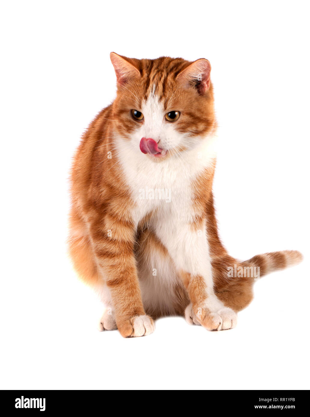 Domestic red cat sitting Cut Out Stock Images & Pictures - Alamy