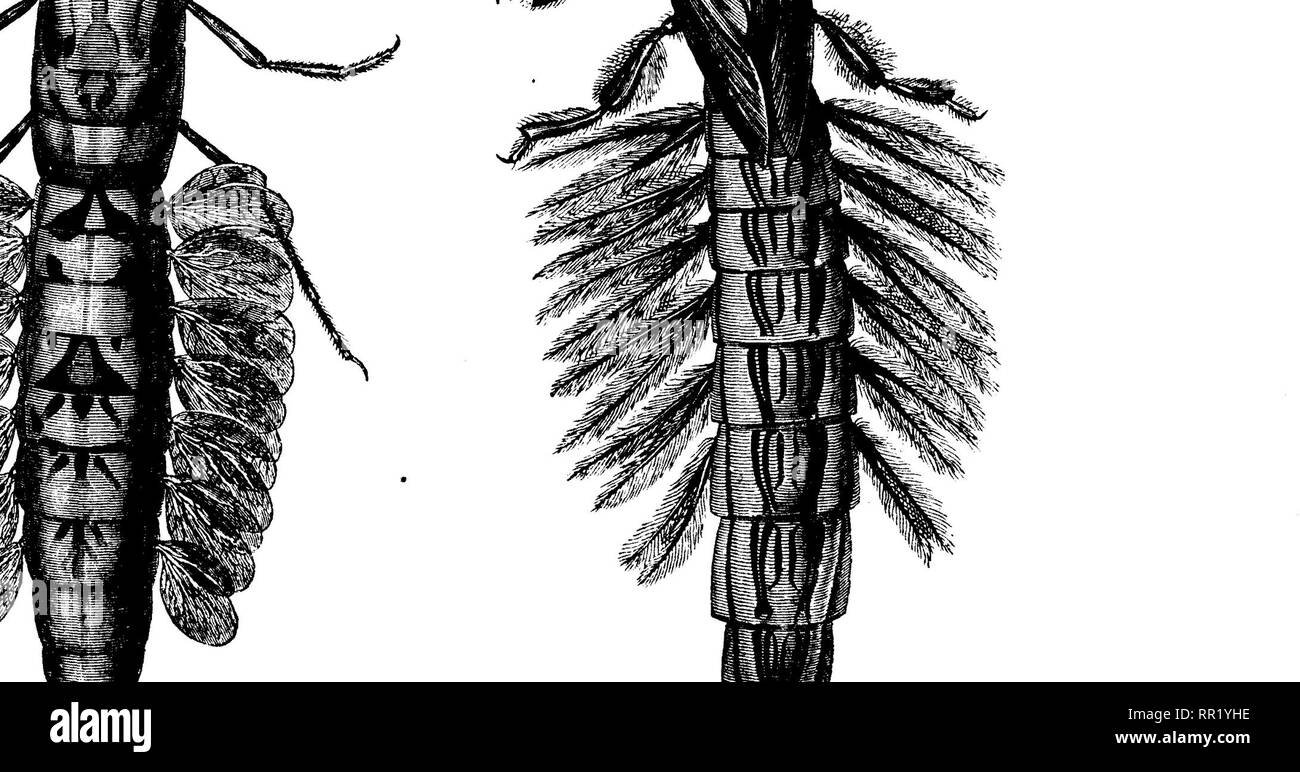 What Do Spiracles Do