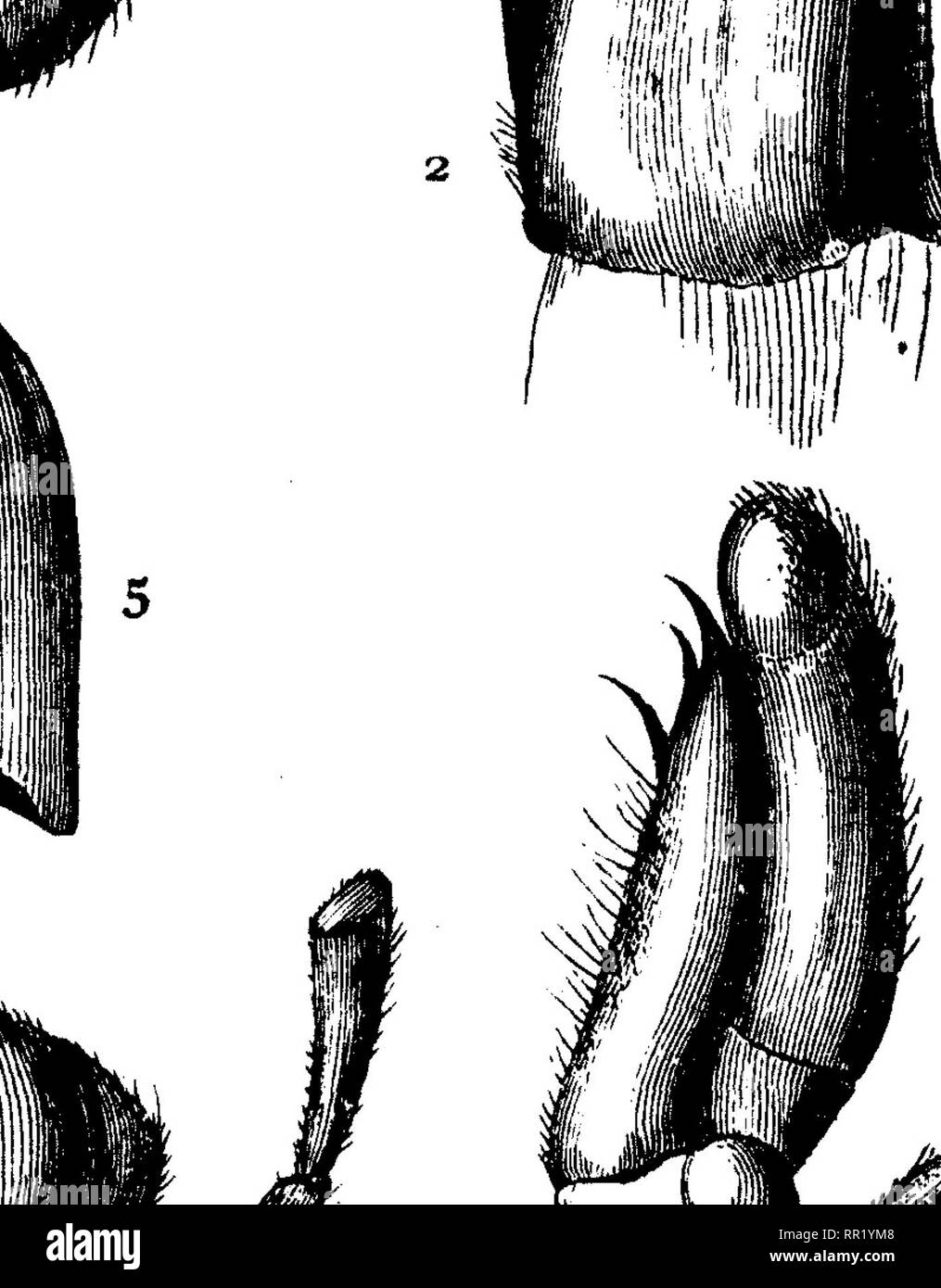 Insect jaws mandibles Black and White Stock Photos & Images - Alamy