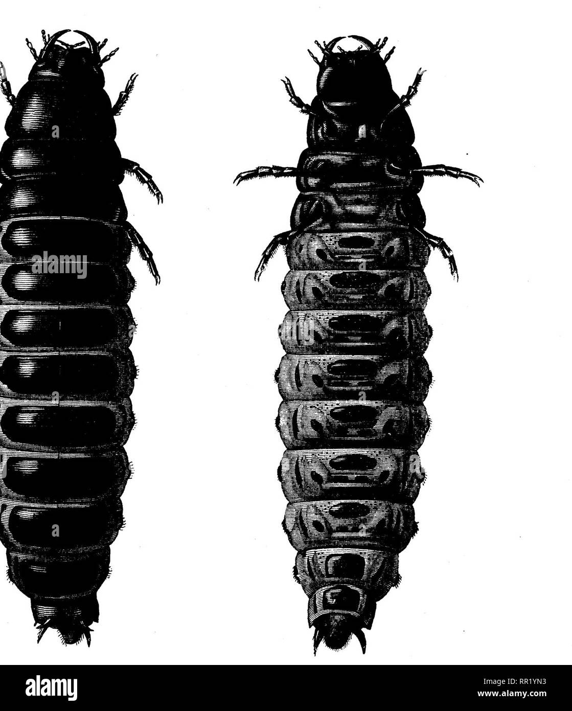 . The transformations (or metamorphoses) of insects. Insects; Insects ...