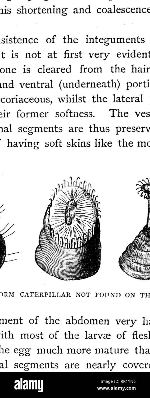 Dorsal range Black and White Stock Photos & Images - Alamy