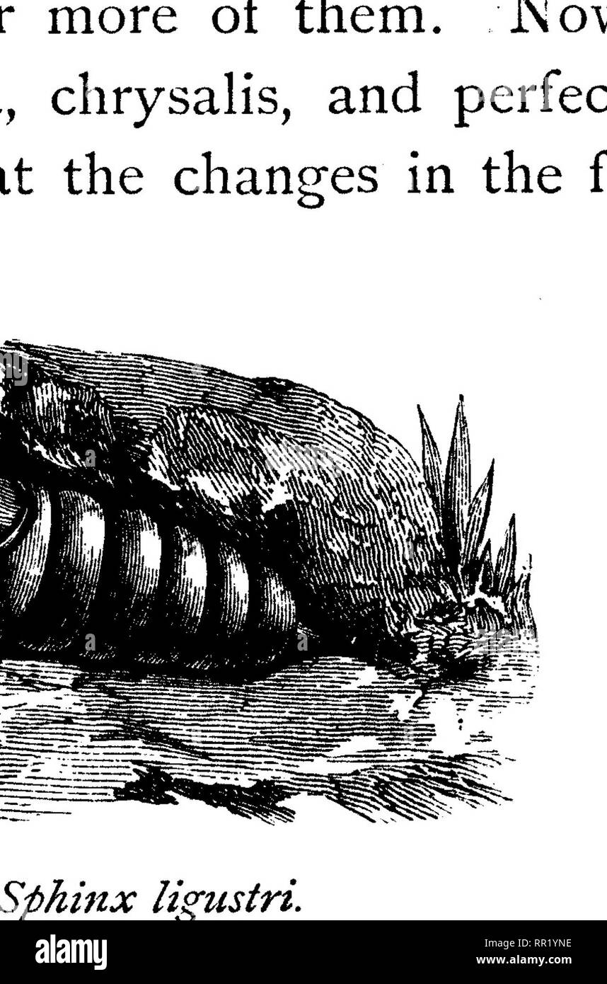 . The transformations (or metamorphoses) of insects. Insects; Insects ...