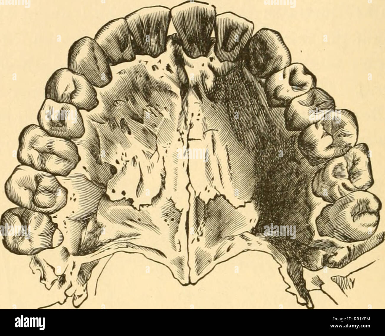 . Age of the domestic animals : being a complete treatise on the ...