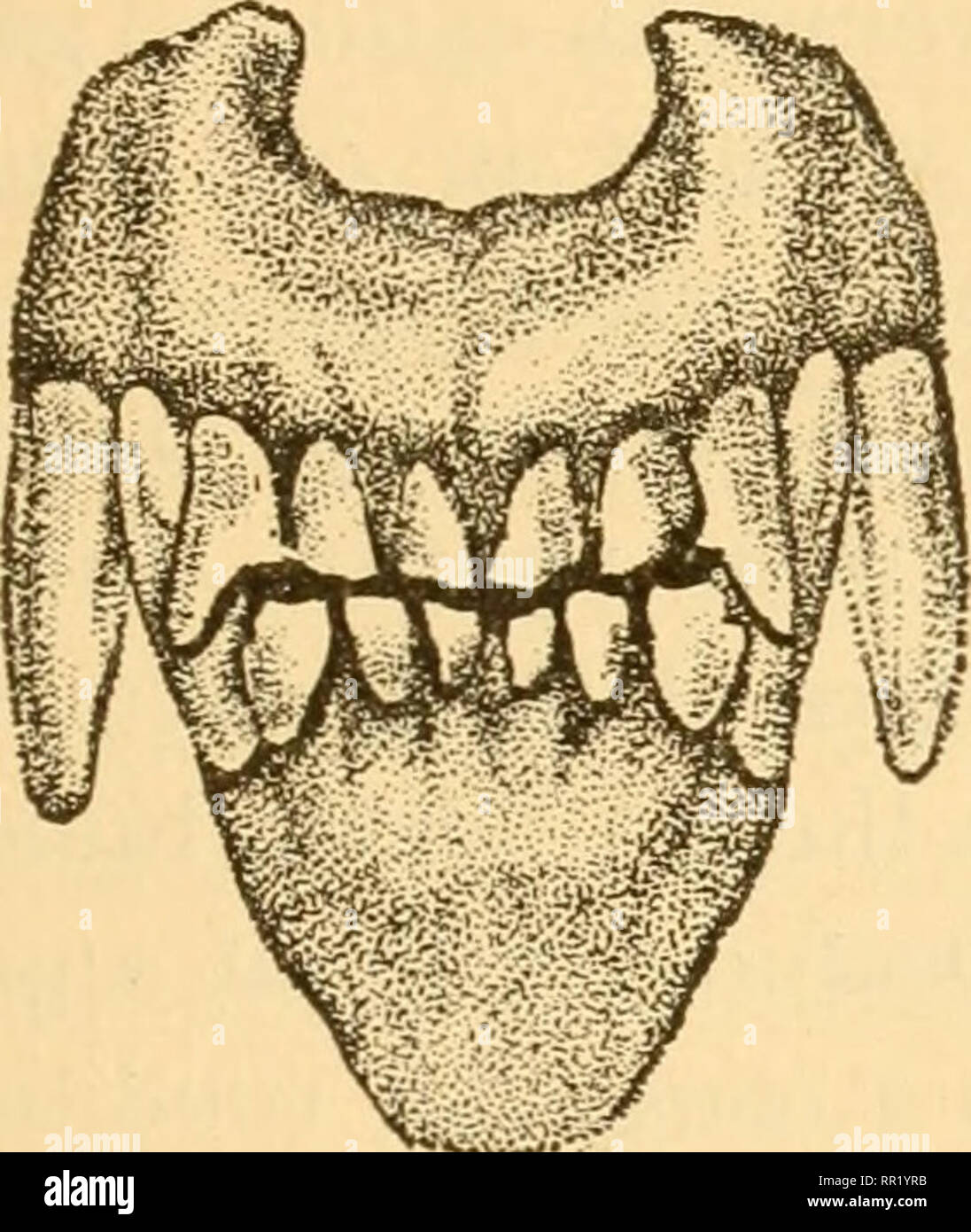Horse pinchers hi-res stock photography and images - Alamy