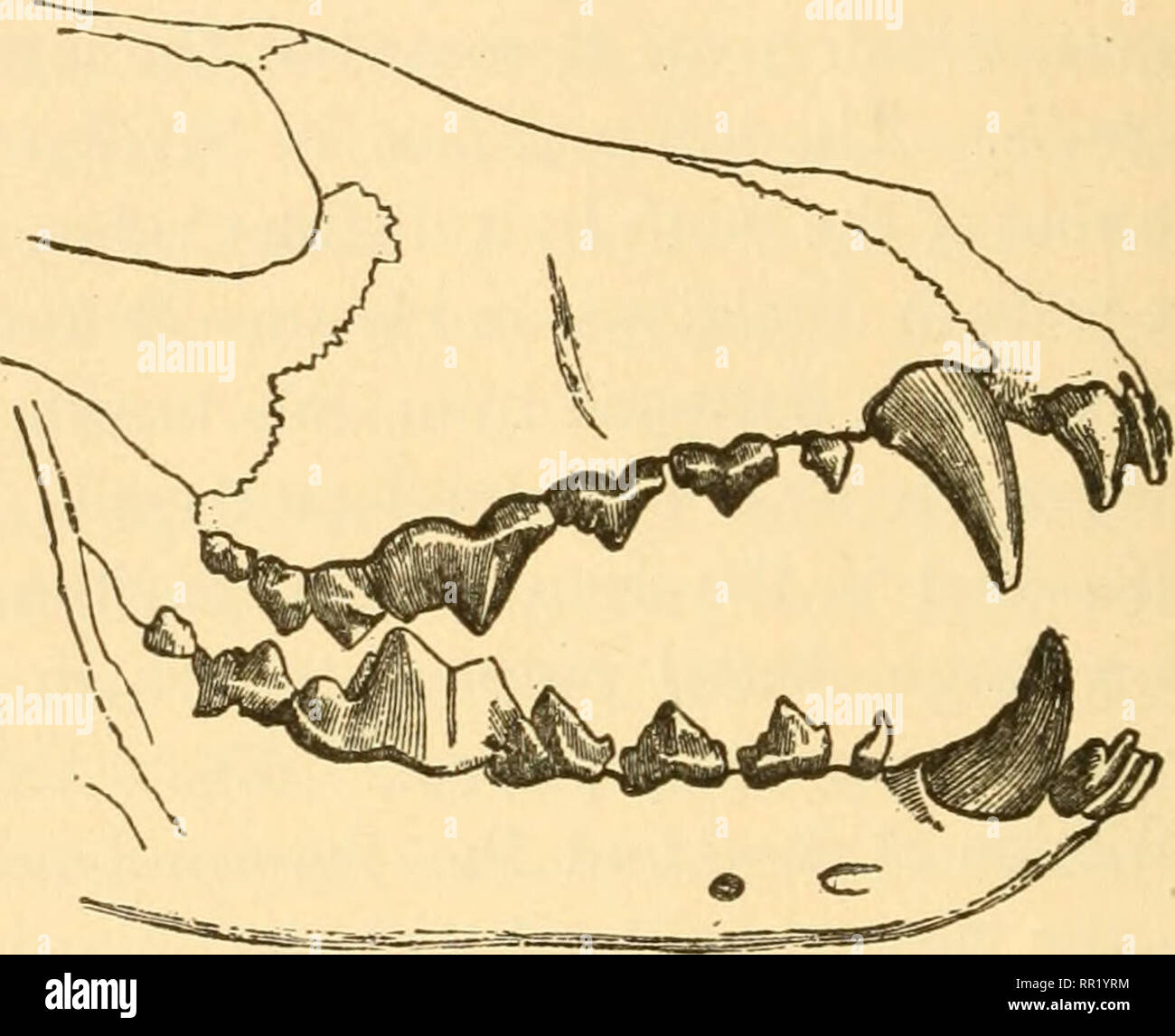 . Age of the domestic animals : being a complete treatise on the ...