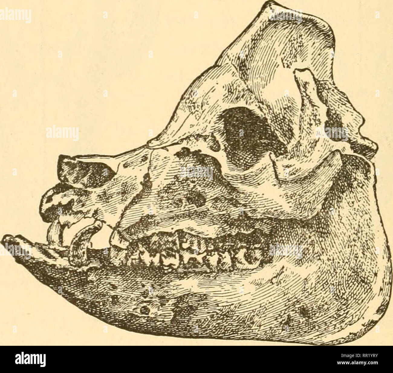 Yorkshire sheep teeth hi-res stock photography and images - Alamy