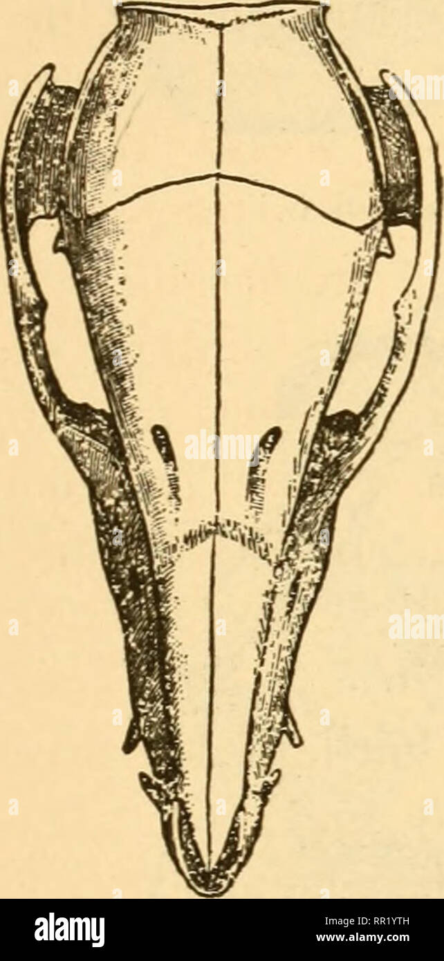 Neck sheep hi hi-res stock photography and images - Alamy