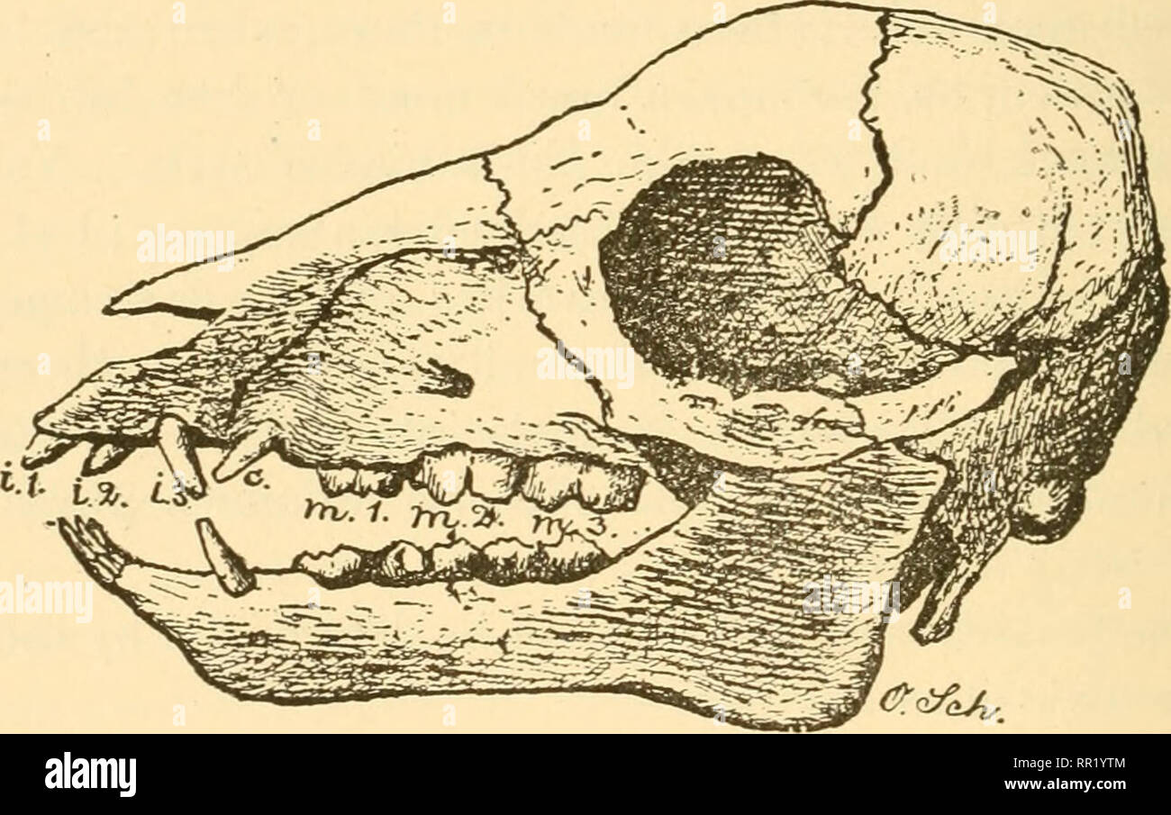 . Age of the domestic animals : being a complete treatise on the ...