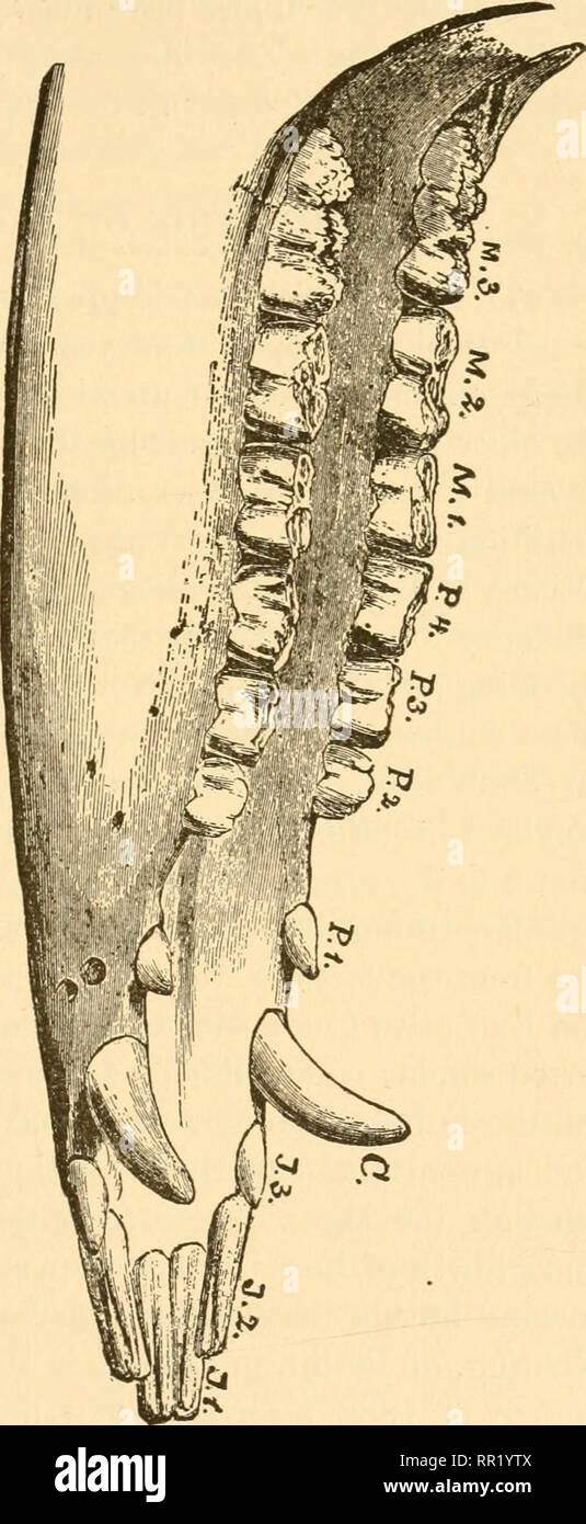 . Age of the domestic animals : being a complete treatise on the ...