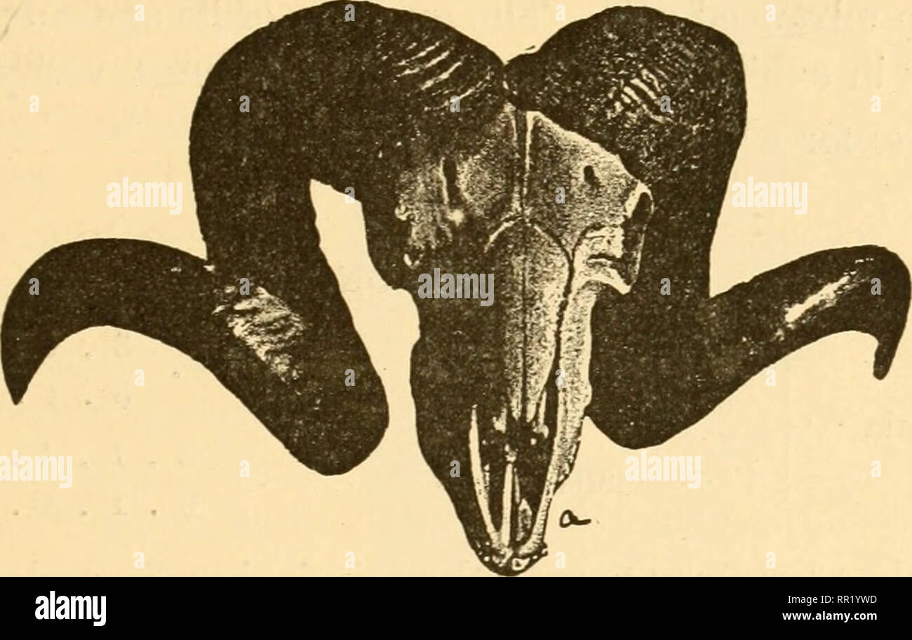 . Age of the domestic animals : being a complete treatise on the ...