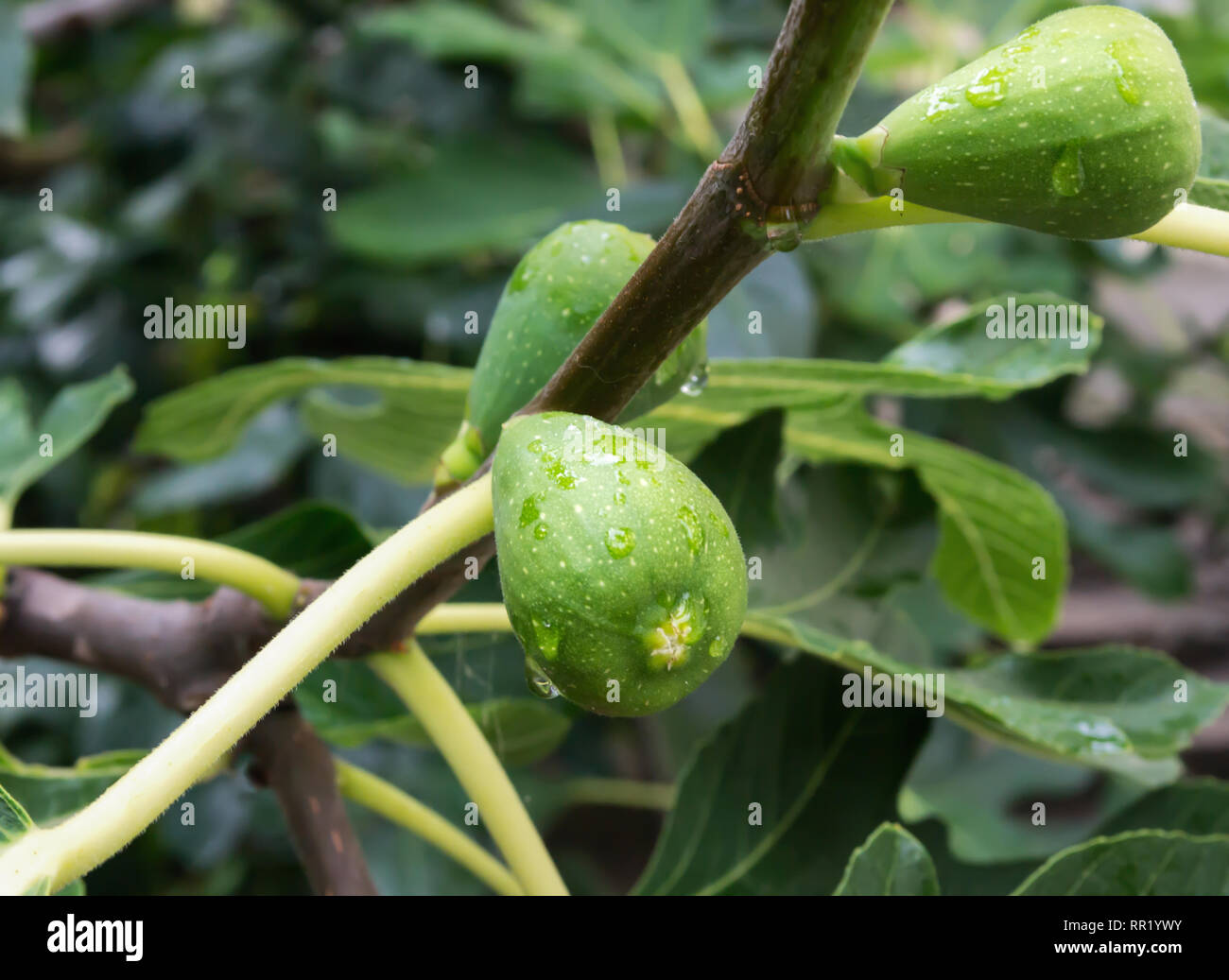 Unripe figs in fig hi-res stock photography and images - Alamy