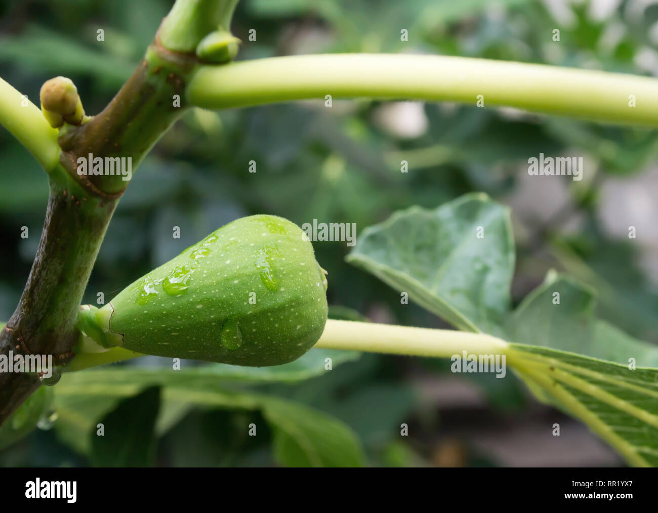 Unripe figs hi-res stock photography and images - Alamy