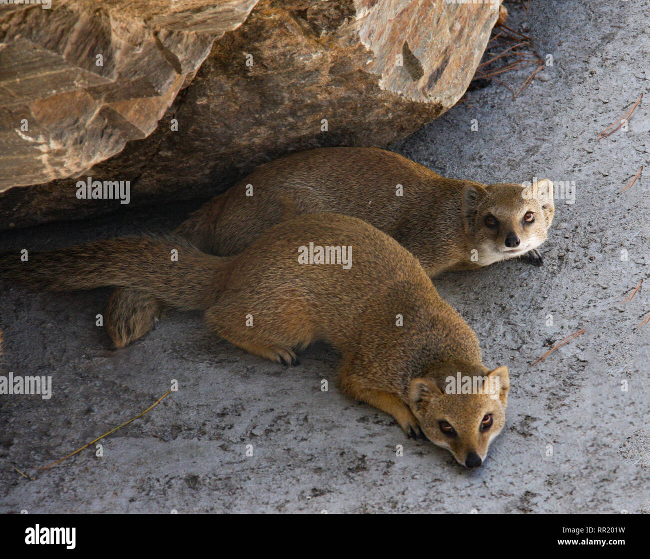 Two meerkat resting under a rock Stock Photo - Alamy