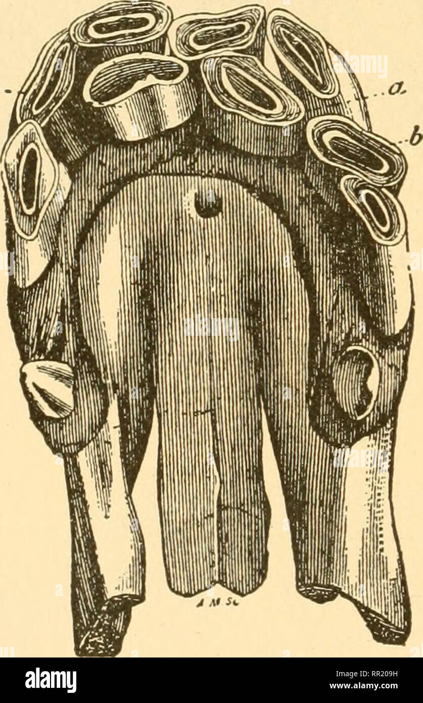 . Age of the domestic animals : being a complete treatise on the ...