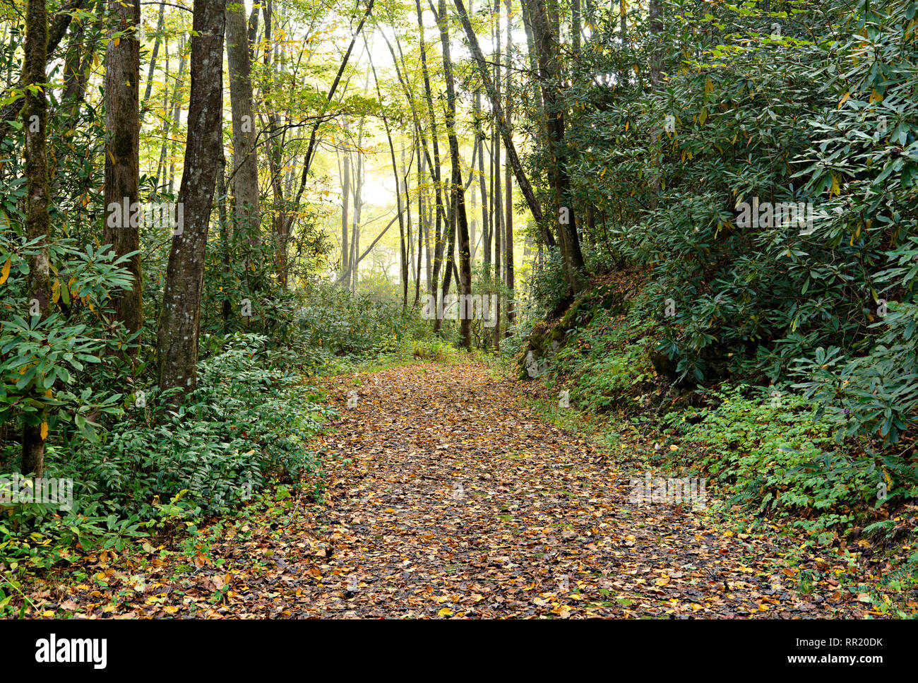 Autumn Trail In The Forest Stock Photo - Alamy