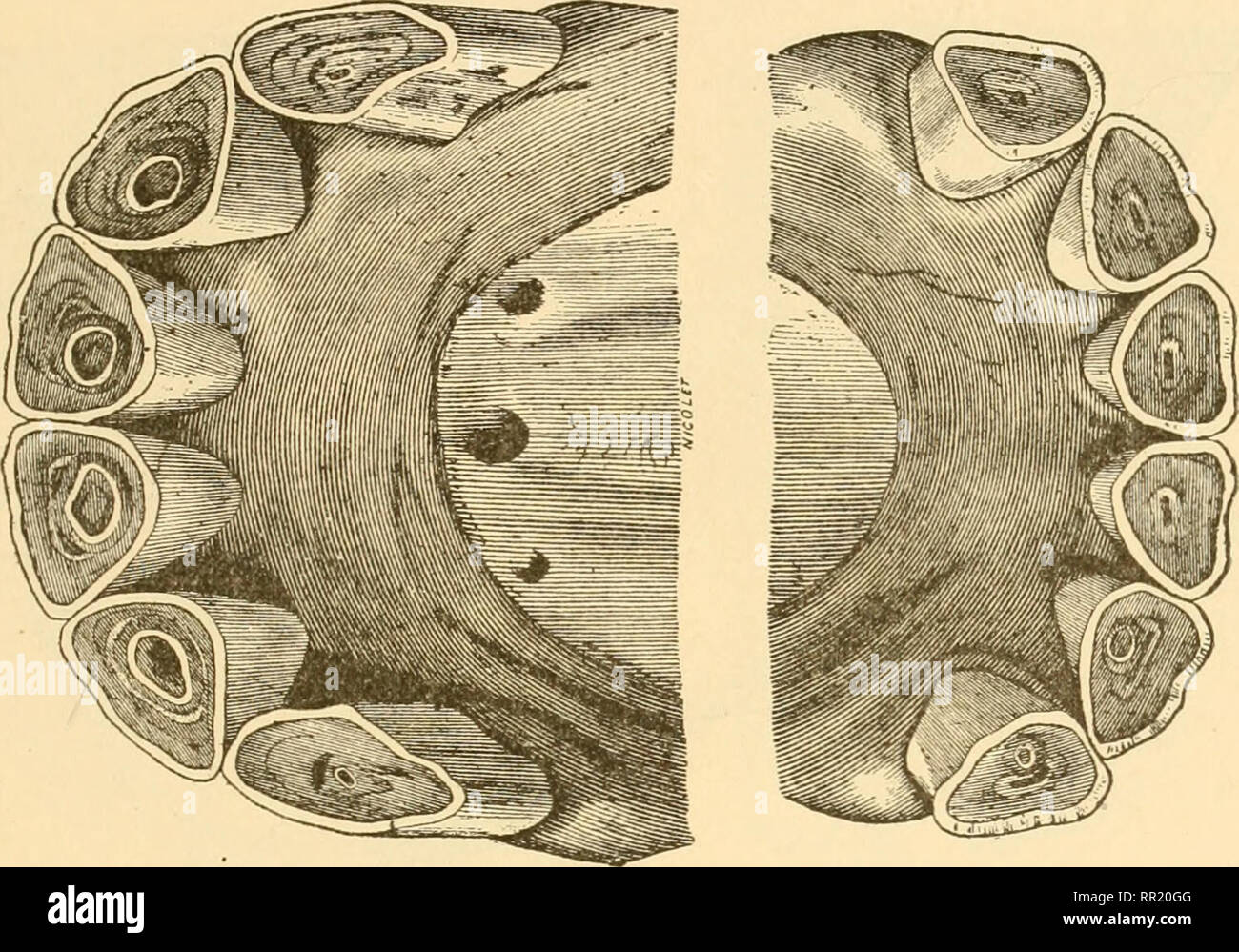 Tusk corner hi-res stock photography and images - Alamy