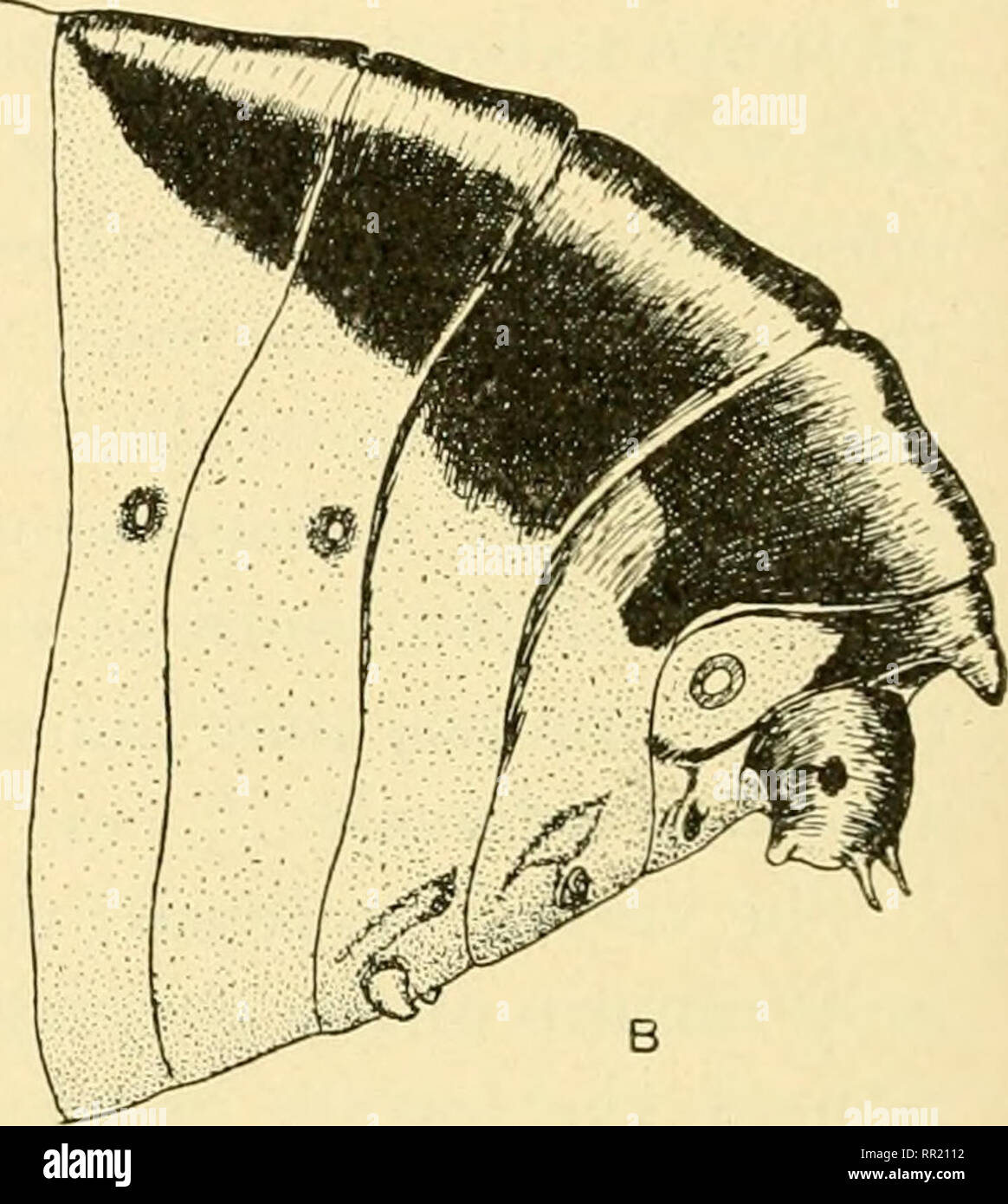 . African invertebrates : a journal of biodiversity research ...