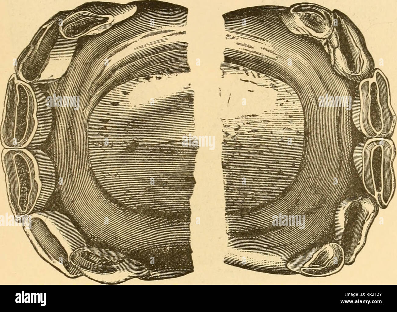 Horse pinchers hi-res stock photography and images - Alamy