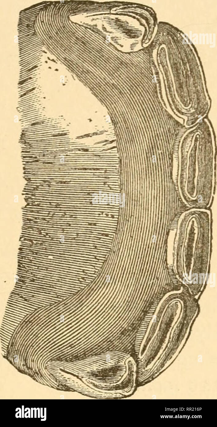 . Age of the domestic animals : being a complete treatise on the ...