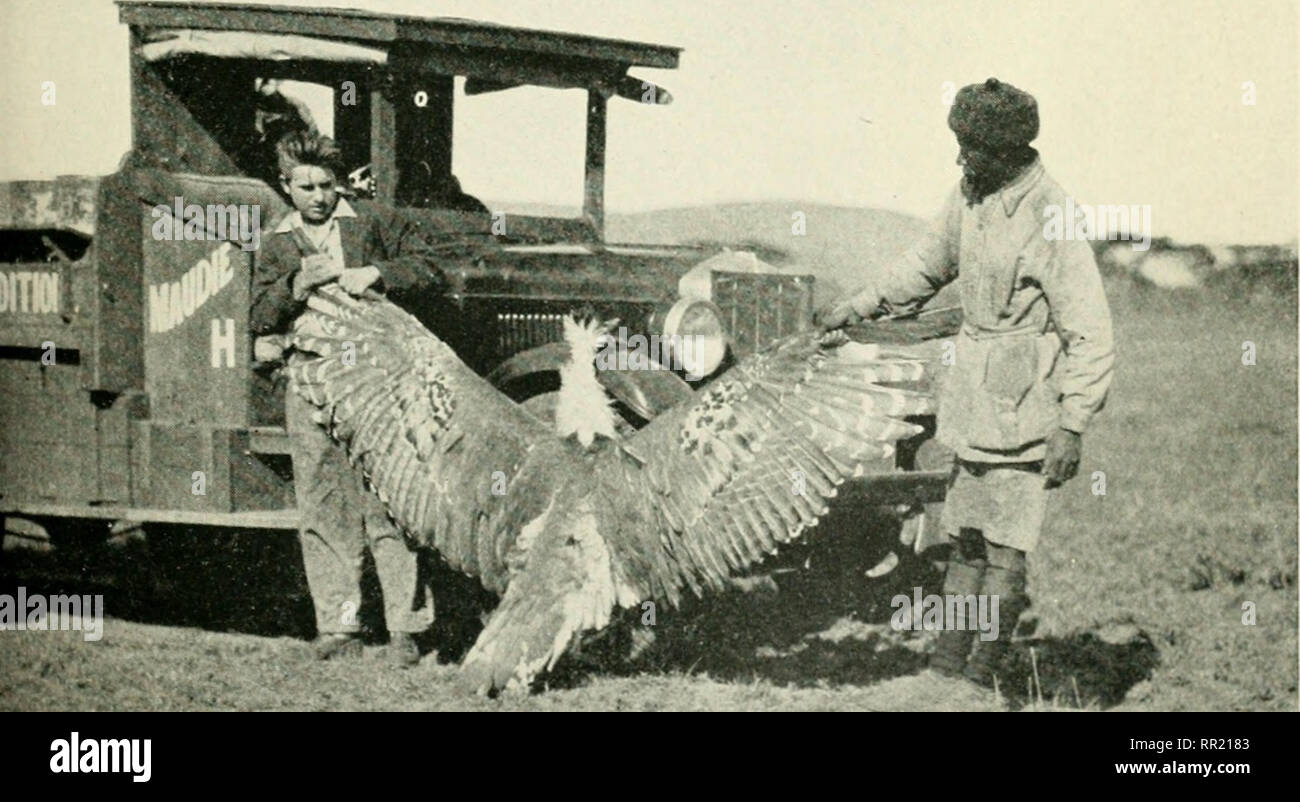Giant bustard hi-res stock photography and images - Alamy