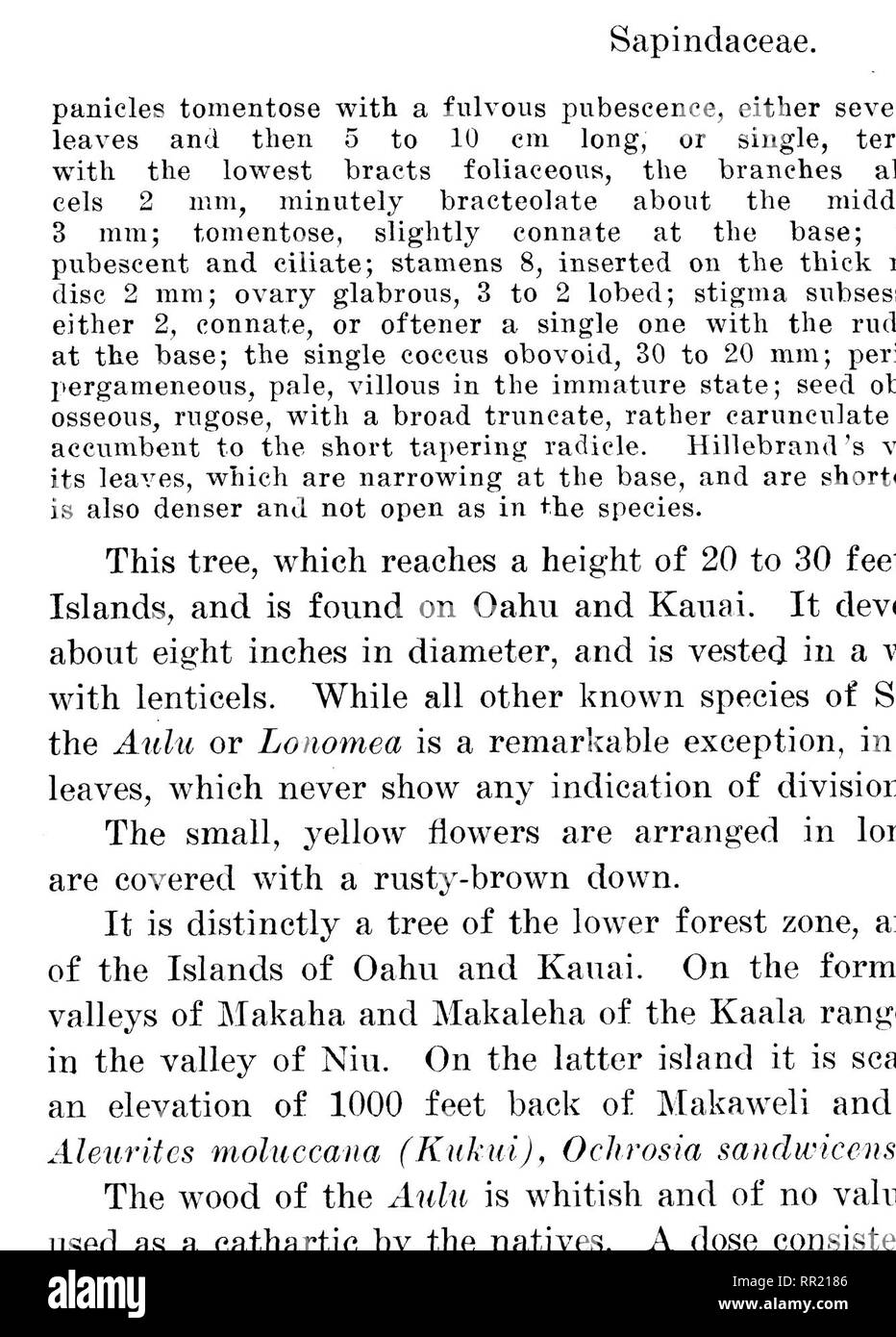 Mahoe tree Black and White Stock Photos & Images - Alamy