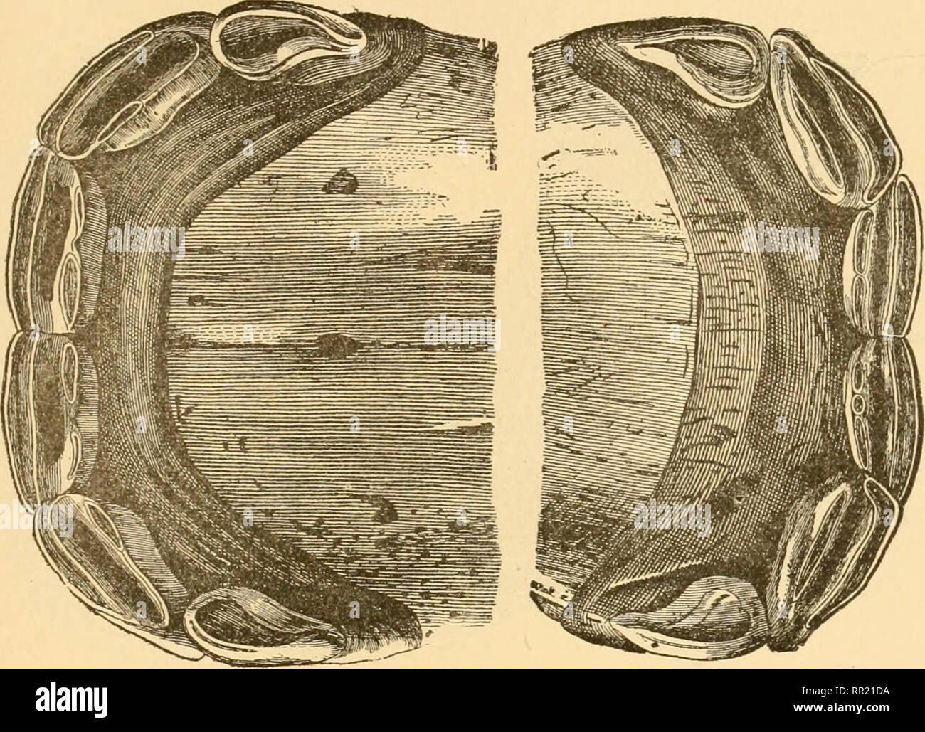 Horse pinchers hi-res stock photography and images - Alamy