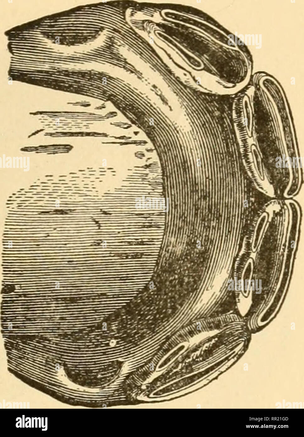 . Age of the domestic animals : being a complete treatise on the ...