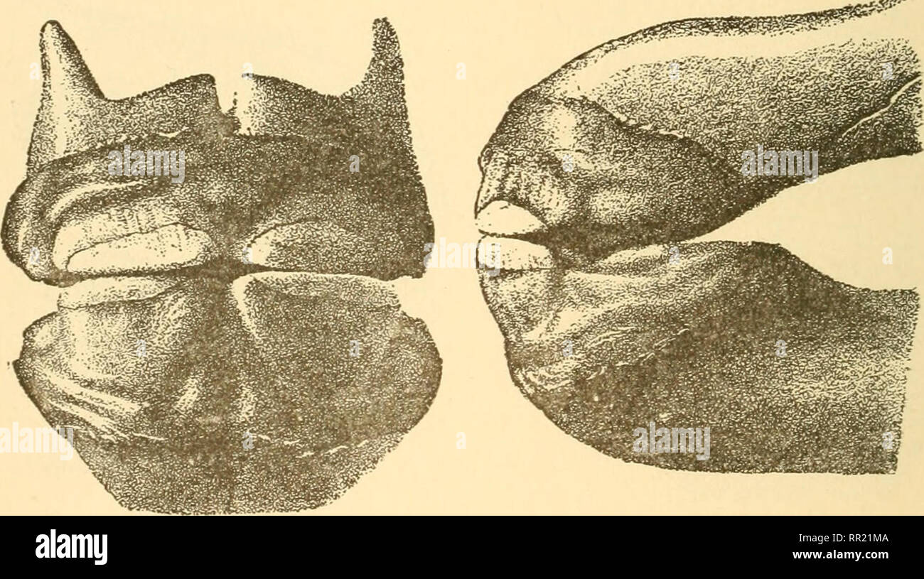 . Age of the domestic animals : being a complete treatise on the ...