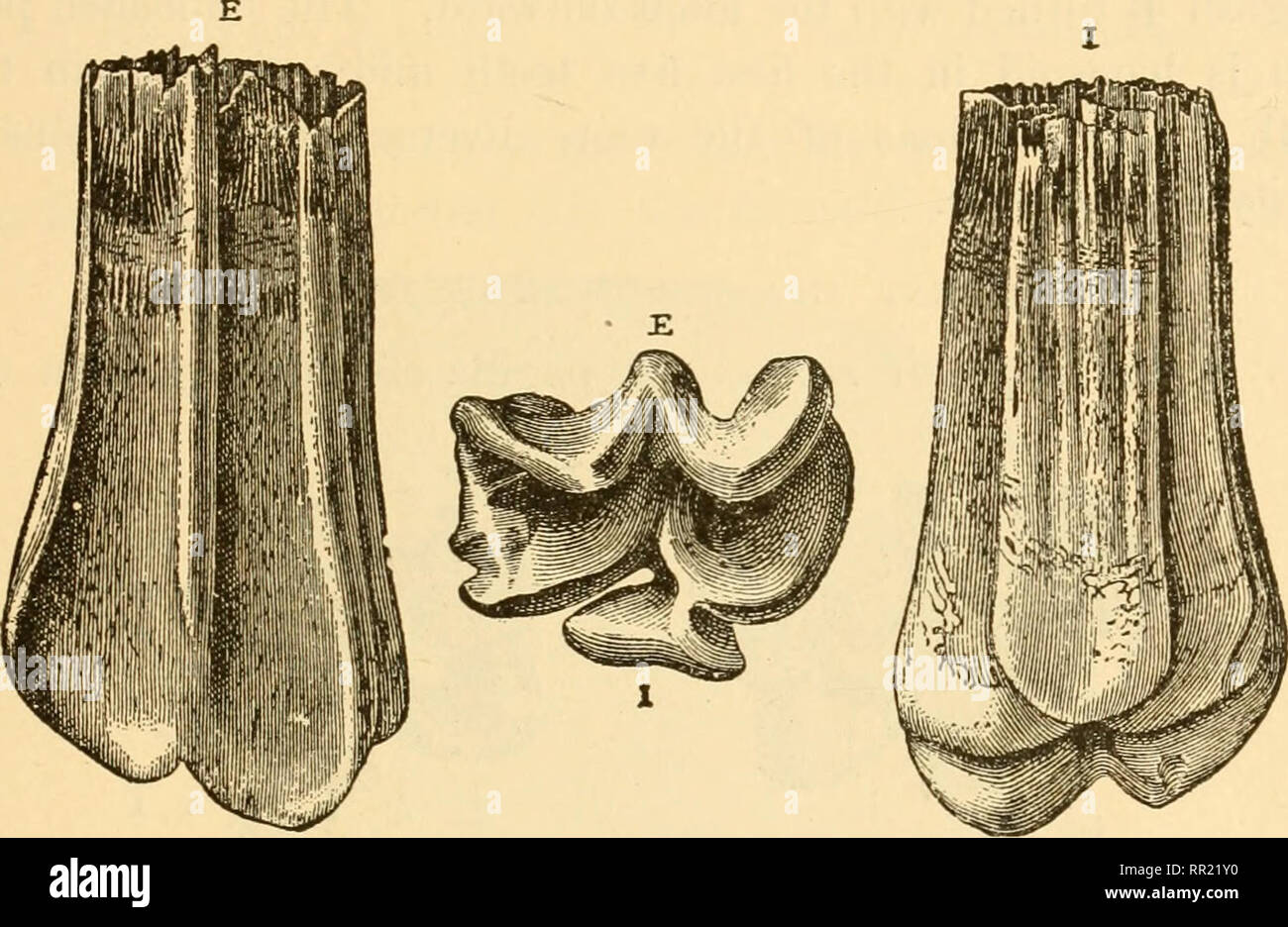 . Age of the domestic animals : being a complete treatise on the ...