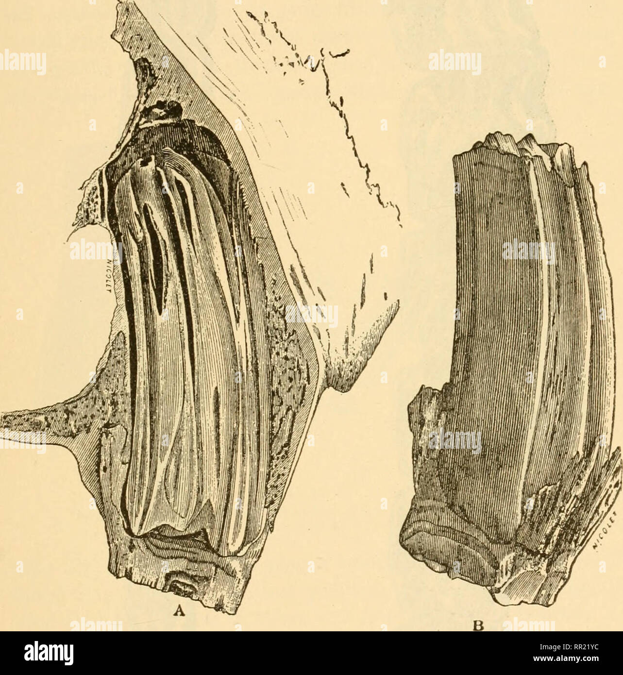 . Age of the domestic animals : being a complete treatise on the ...