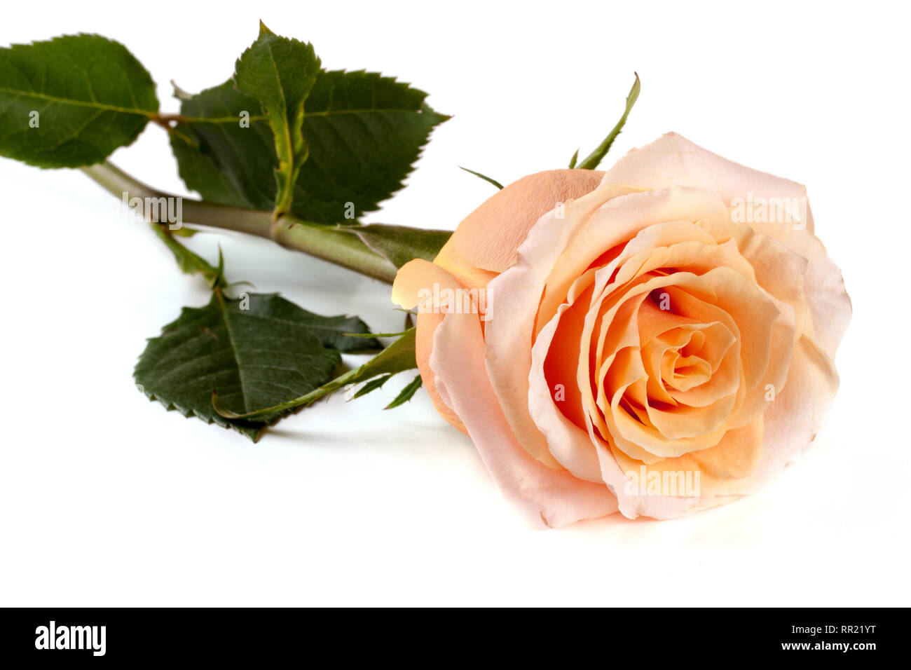 fresh beige rose isolated on white background Stock Photo - Alamy
