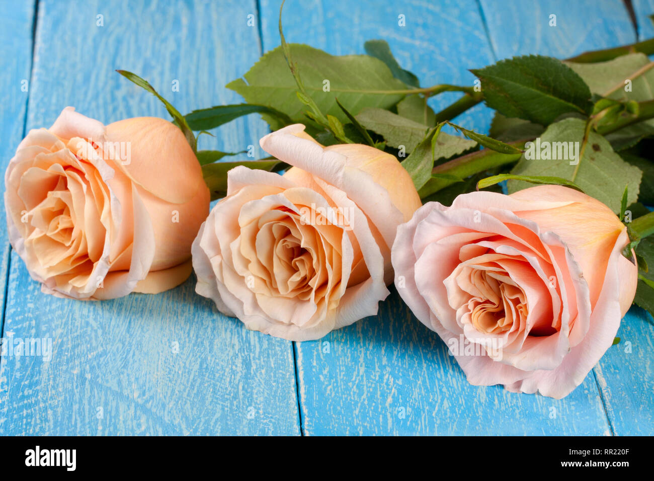 three fresh beige roses on a blue wooden background Stock Photo - Alamy
