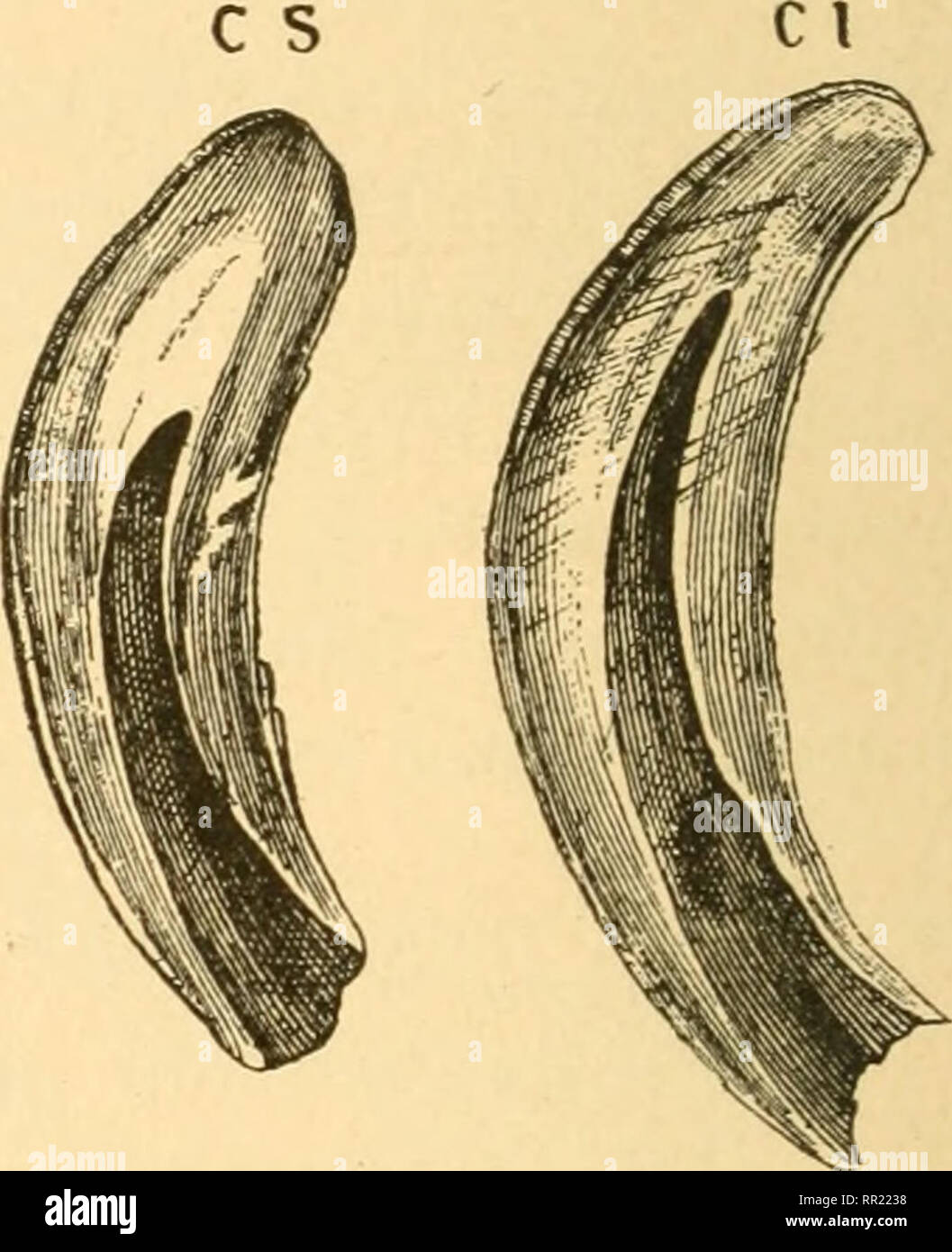 . Age of the domestic animals : being a complete treatise on the ...