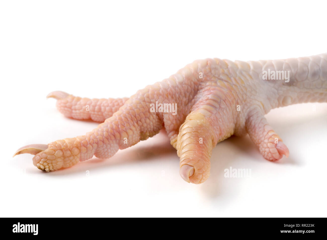 one chicken paw isolated on white background Stock Photo - Alamy
