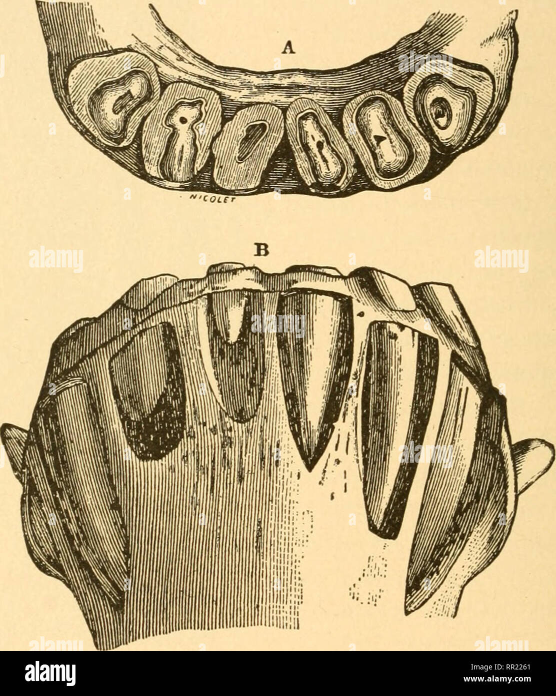 Sheep Teeth Diagram