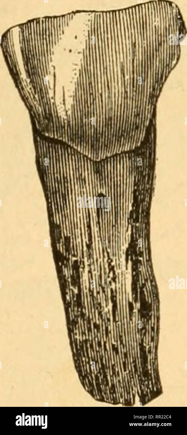 . Age of the domestic animals : being a complete treatise on the ...